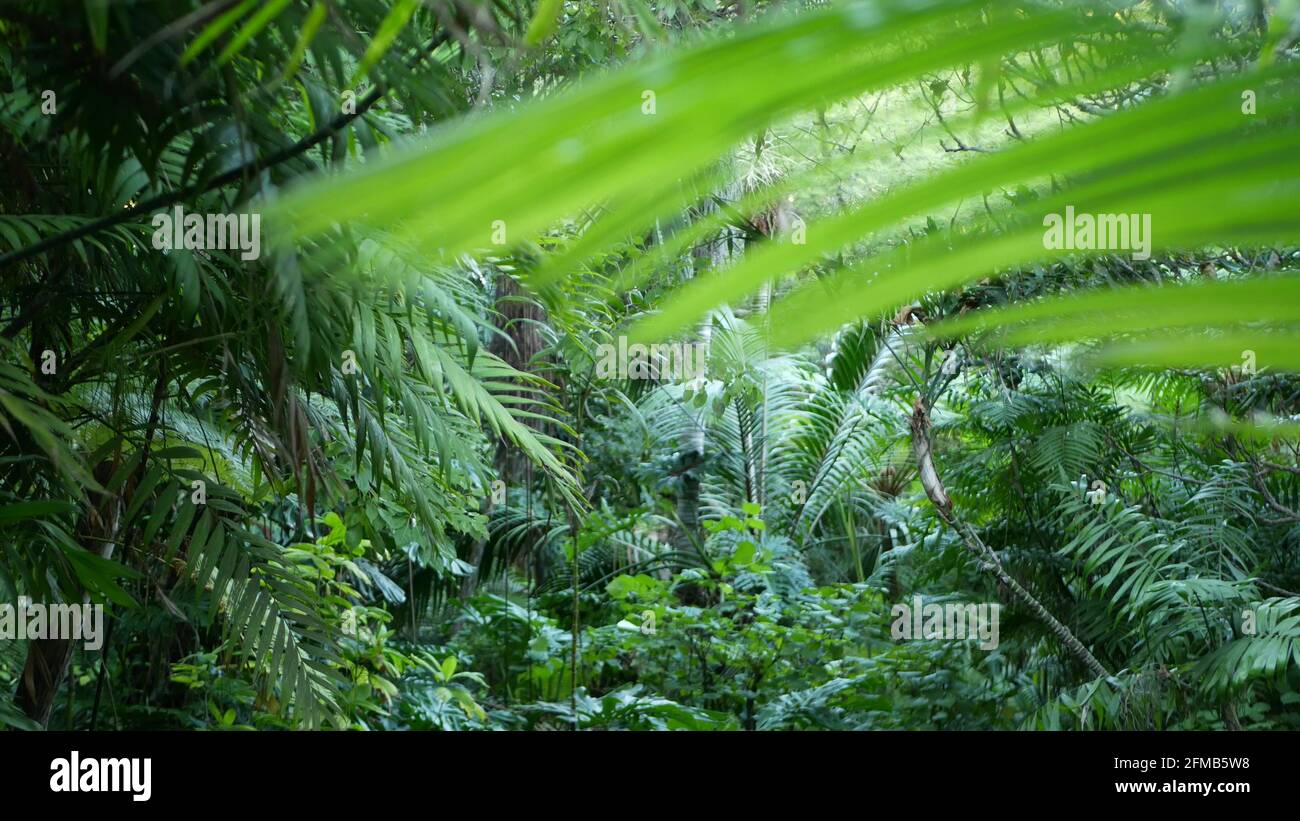 Exotic jungle rainforest tropical atmosphere. Fern, palms and fresh ...