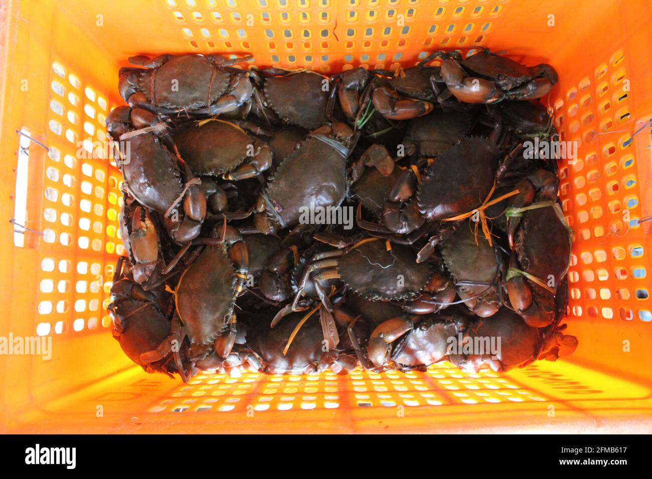 Overhead shot of many atlantic rock crabs in a yellow plastic container ...