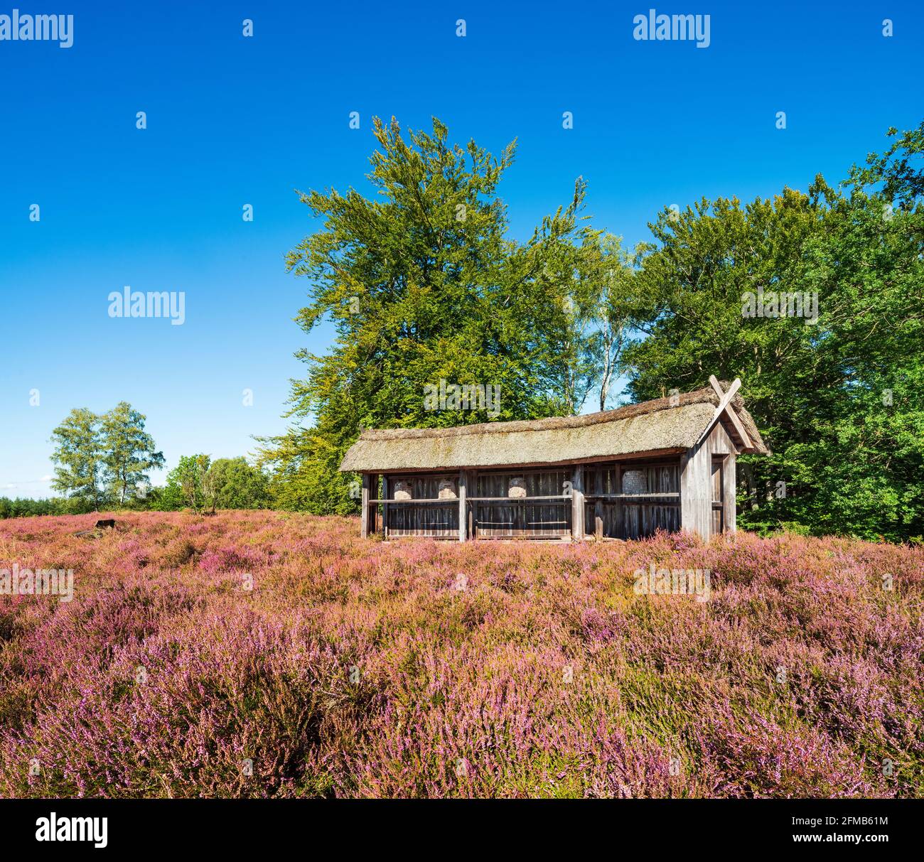 Typical heather landscape with traditional beehive and flowering ...