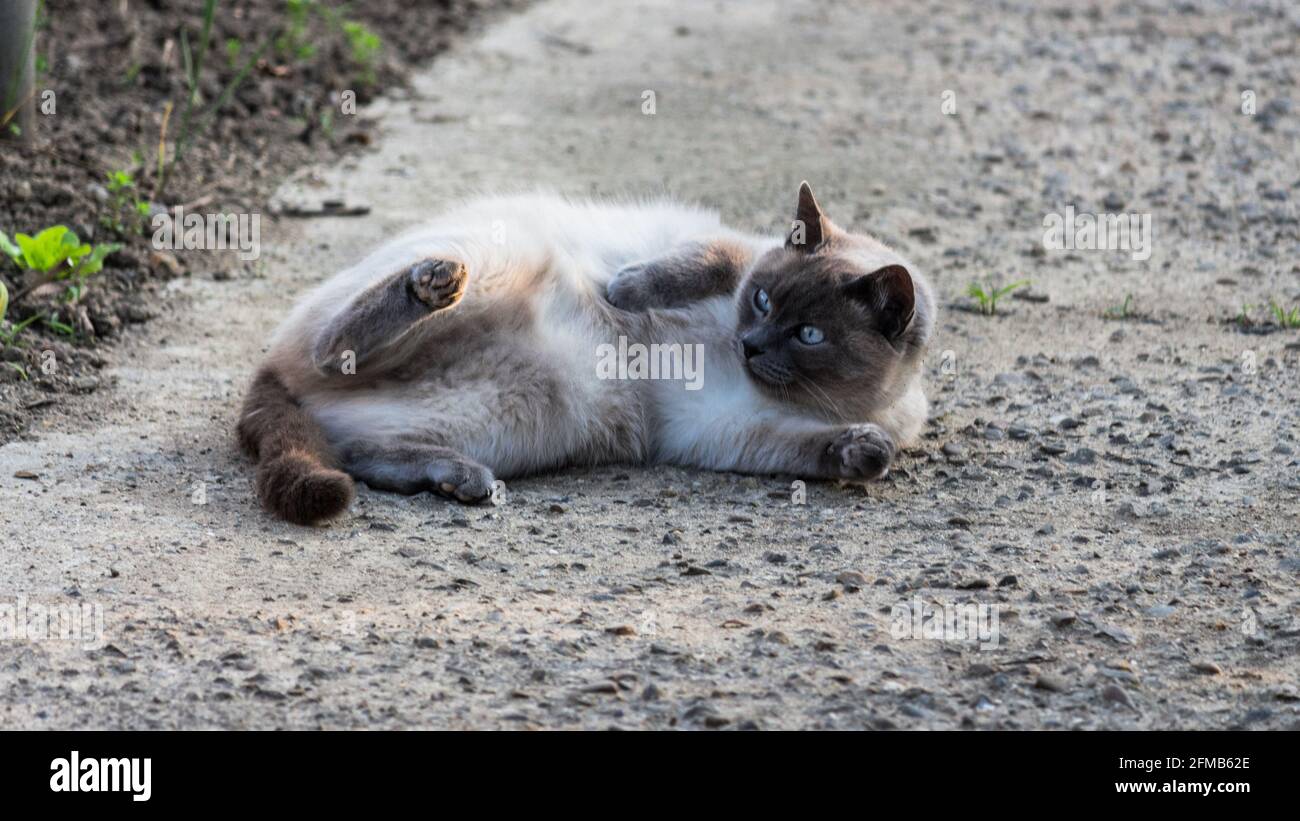Funny cat with blue eyes lying on its back on the ground Stock Photo - Alamy