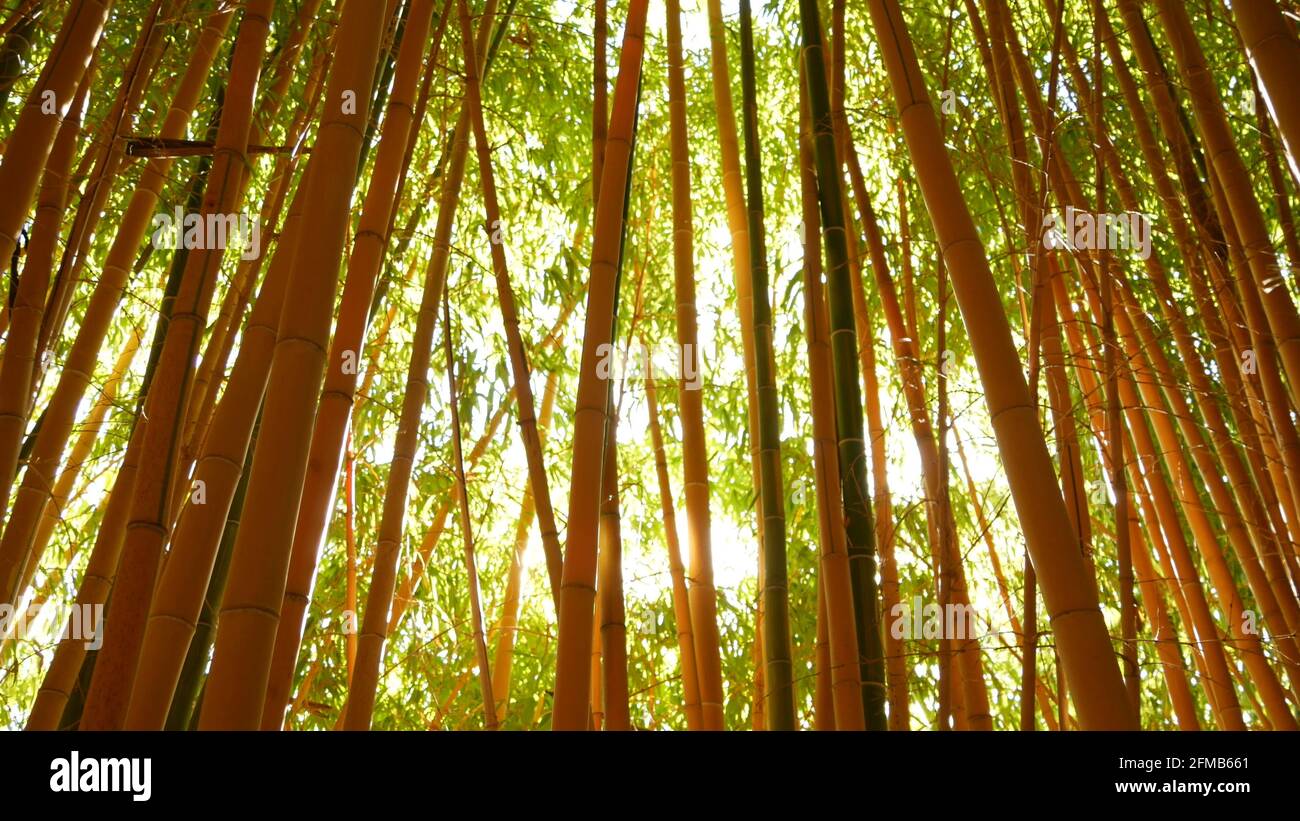 Bamboo forest, exotic asian tropical atmosphere. Green trees in ...