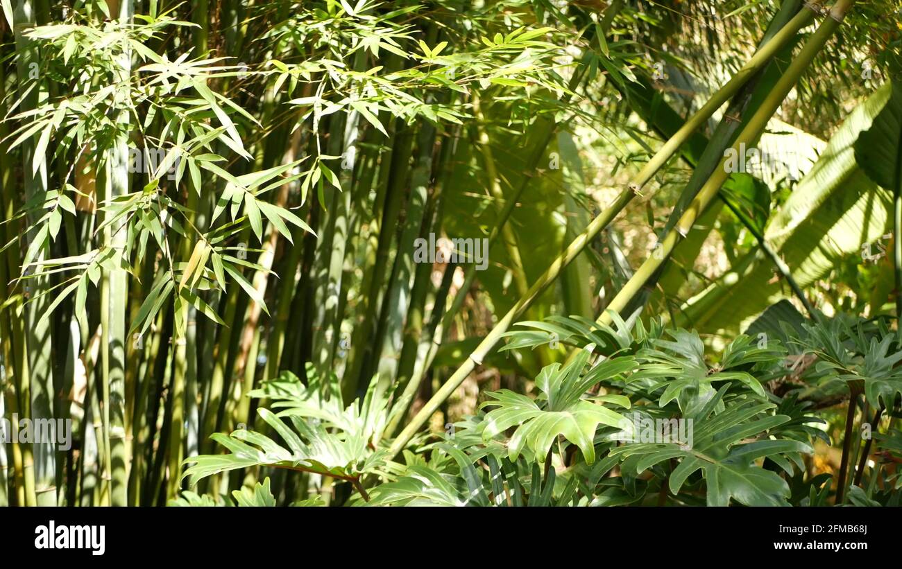 Bamboo forest, exotic asian tropical atmosphere. Green trees in ...