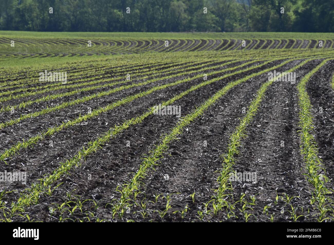 New corn crop in spring on farmland in rural Midwest United States ...