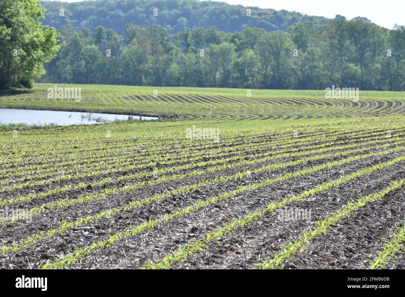 New corn crop growing on a farm in the Midwest United States Stock ...