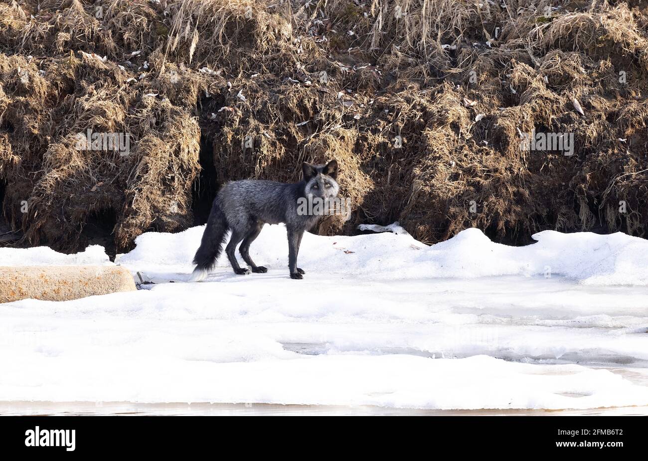 Red silver fox hi-res stock photography and images - Alamy