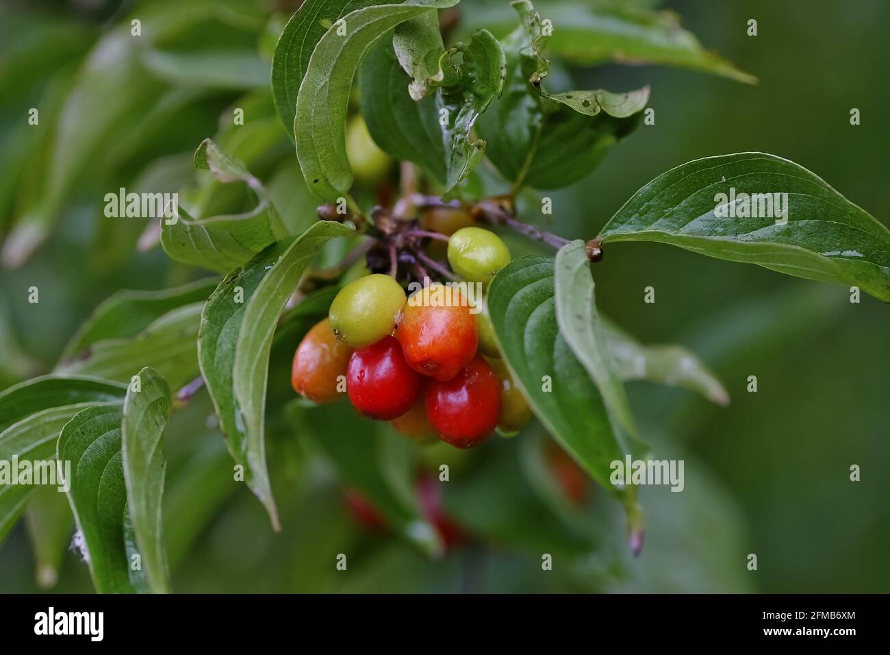 Ripe and unripe fruits of Cornelian cherry or Cornel cherry, branch of ...