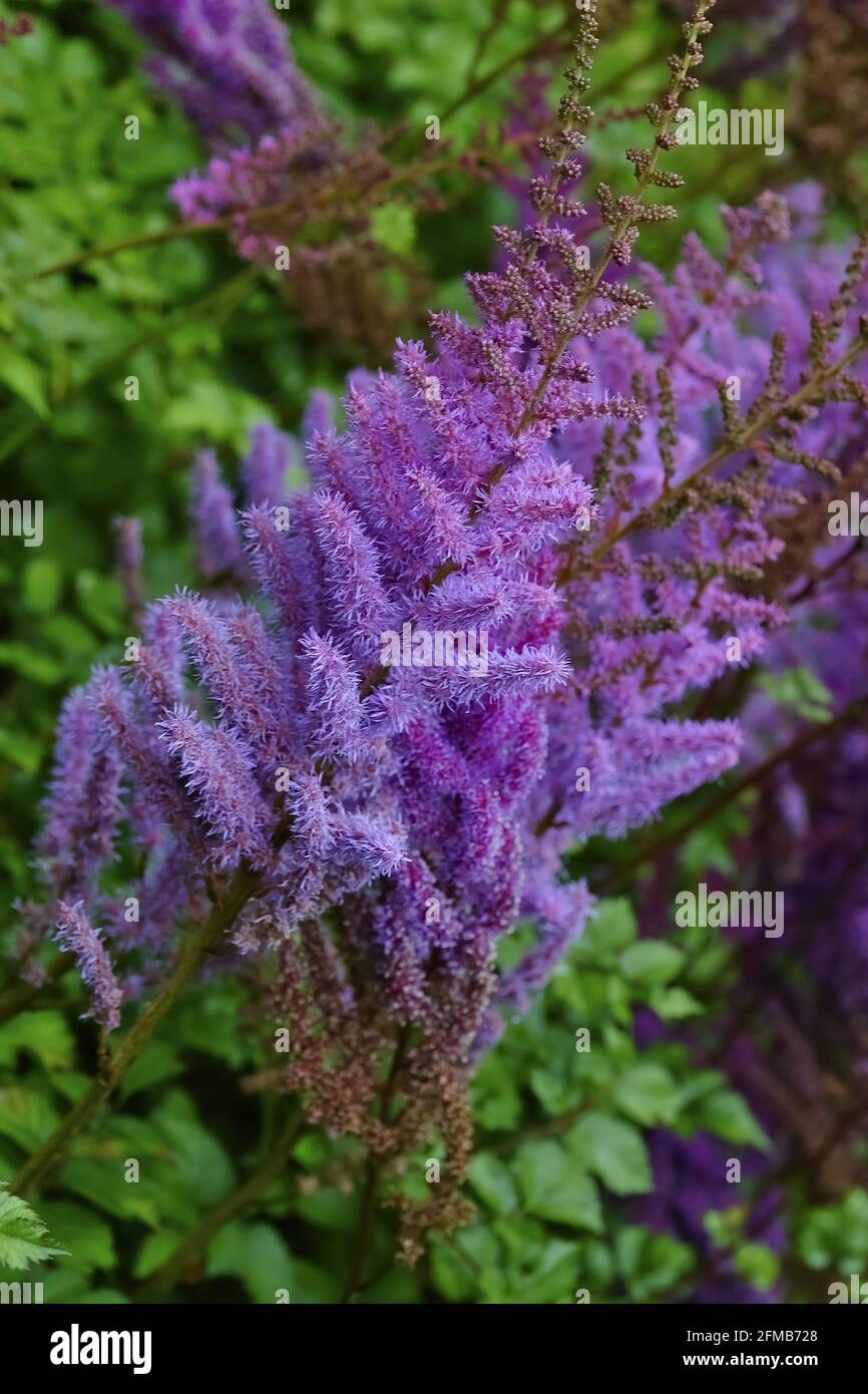 Pimk or purple flowers of astilbe in a garden, Astilbe chinensis Stock ...