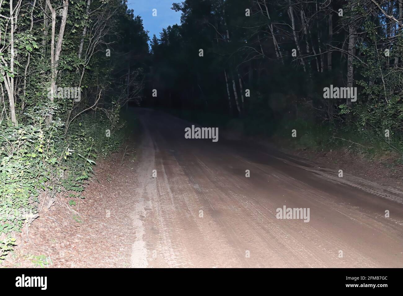 Driving through the forest at dusk with lights on Stock Photo - Alamy