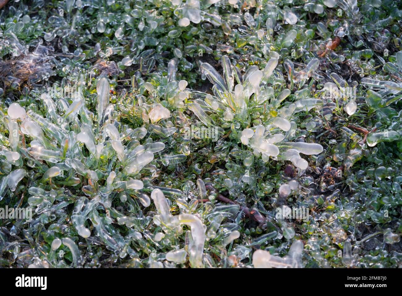 Icy grass hi-res stock photography and images - Alamy