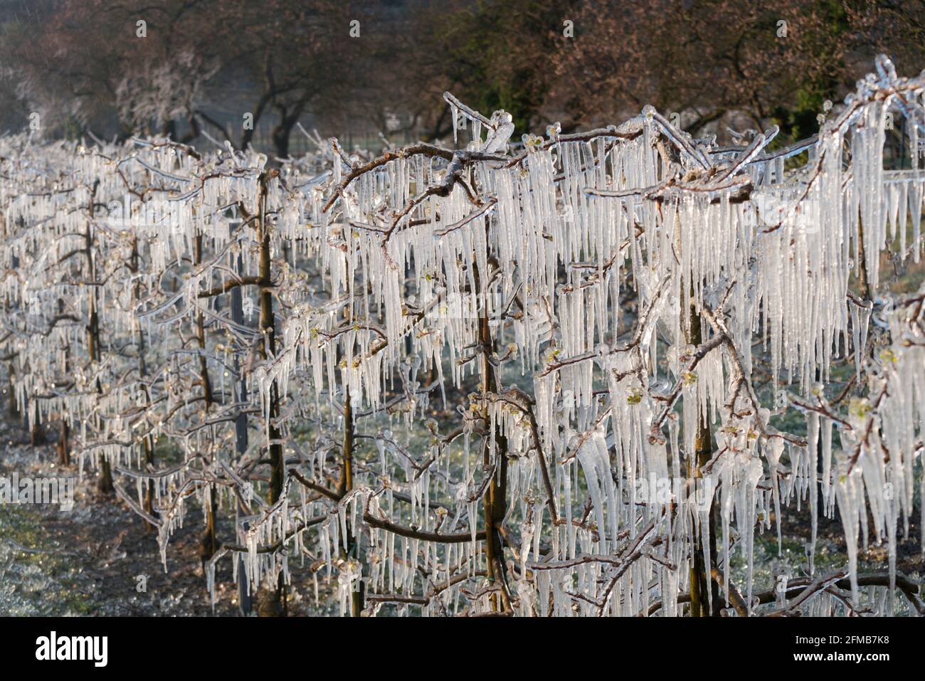 Frost protection hi-res stock photography and images - Alamy