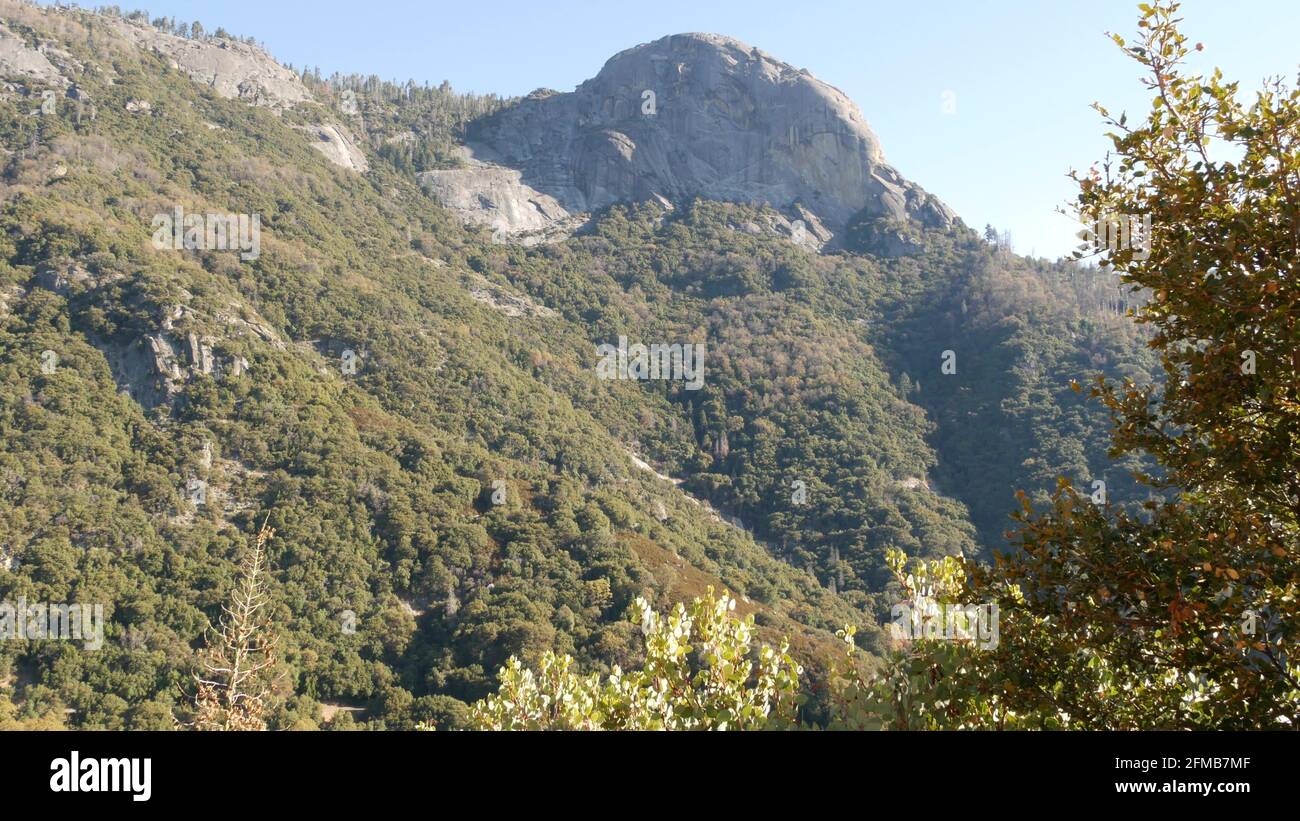 Giant sequoia aerial hi-res stock photography and images - Alamy