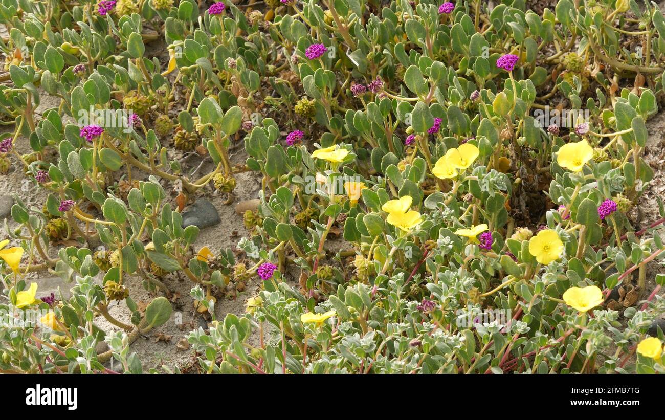 Creeper plant on pacific ocean sandy beach, California coast, USA. Sand ...