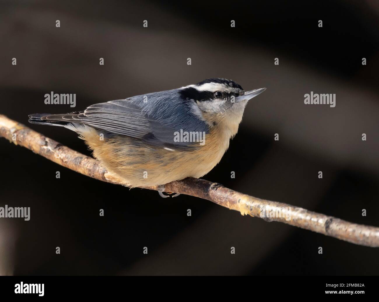 Red-breasted Nuthatch in Alaska Portrait Stock Photo - Alamy