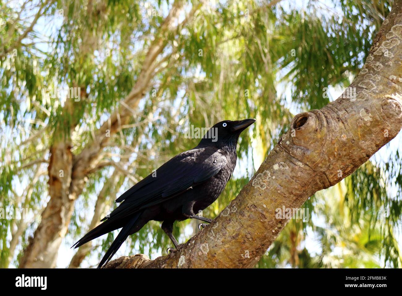 Black crow in a tree at Gold Coast, Australia Stock Photo - Alamy