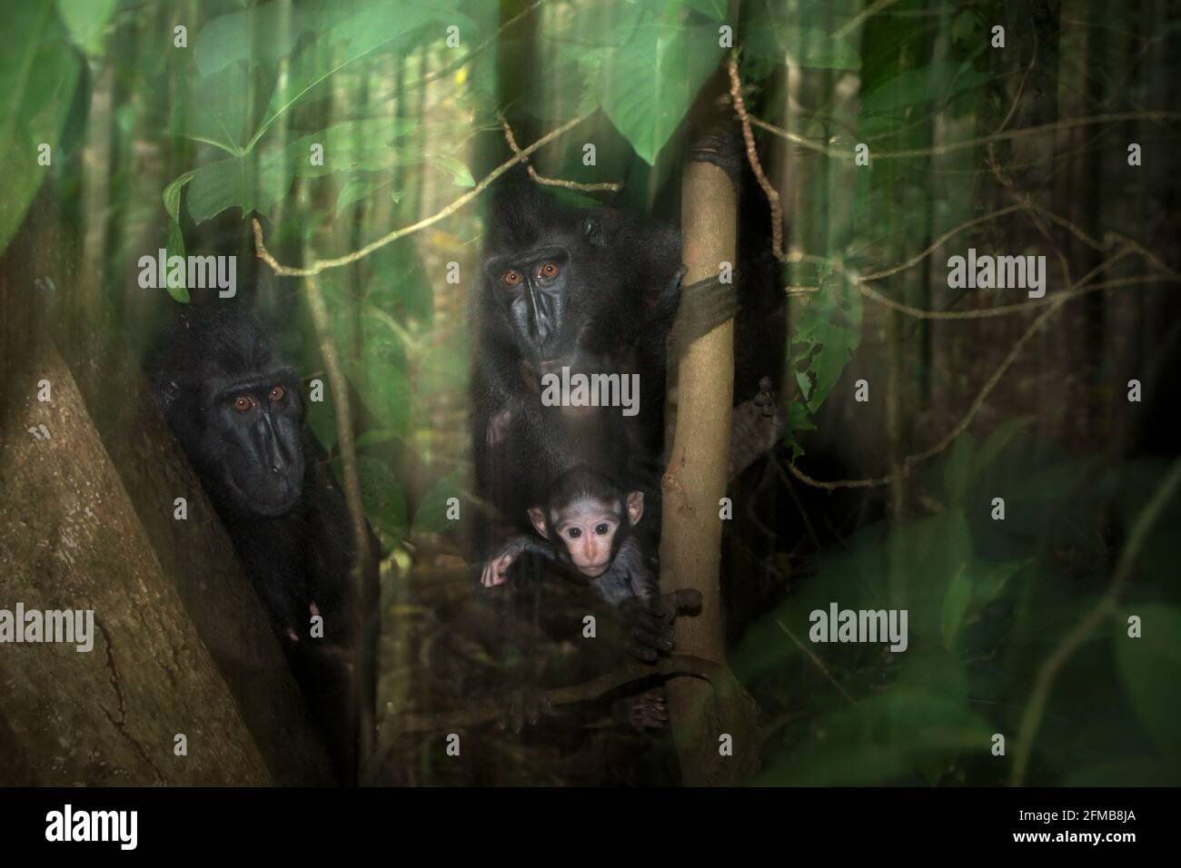 Weaned macaque hi-res stock photography and images - Alamy