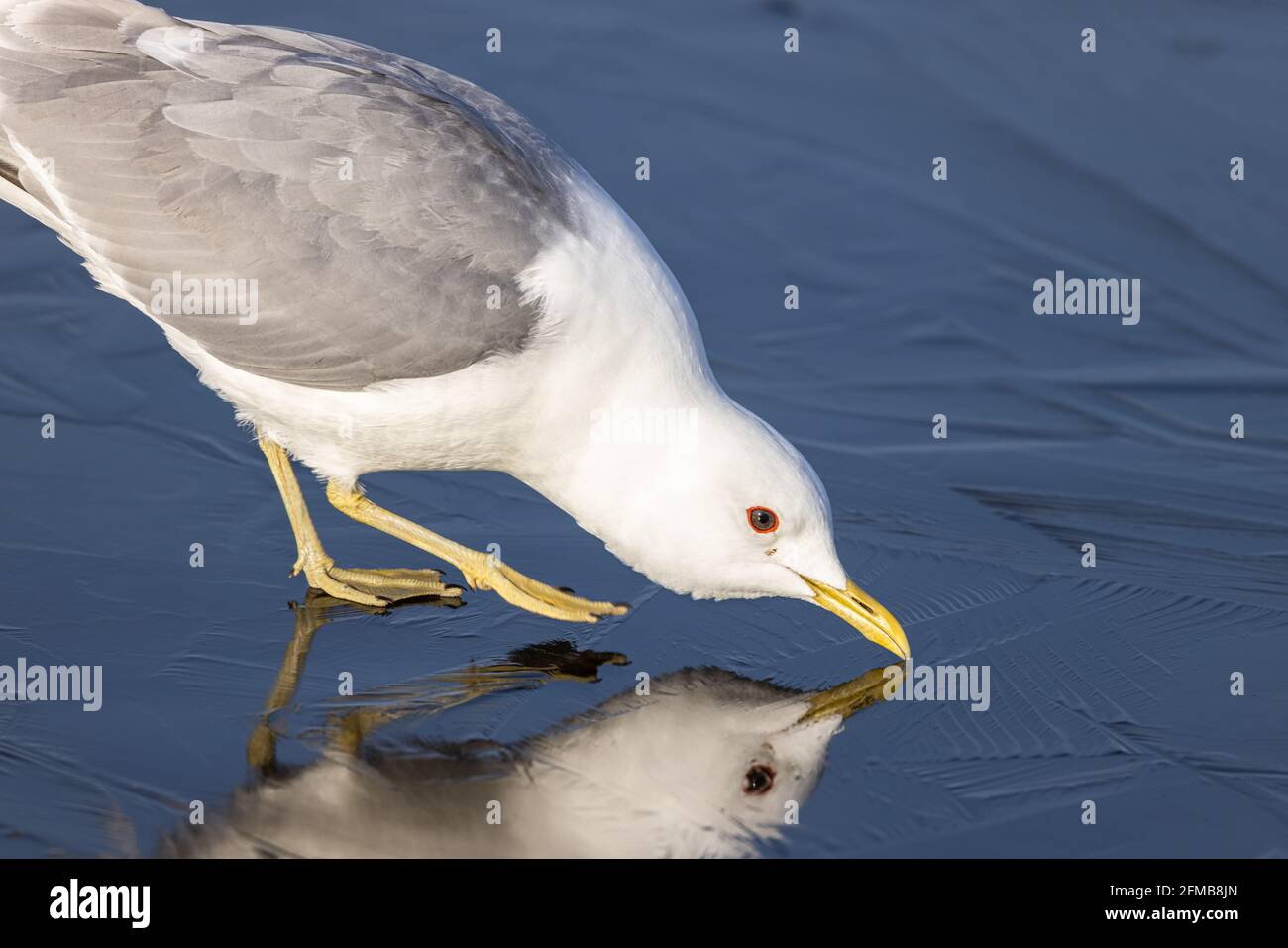 Common gull, mew gull, or sea mew Stock Photo - Alamy