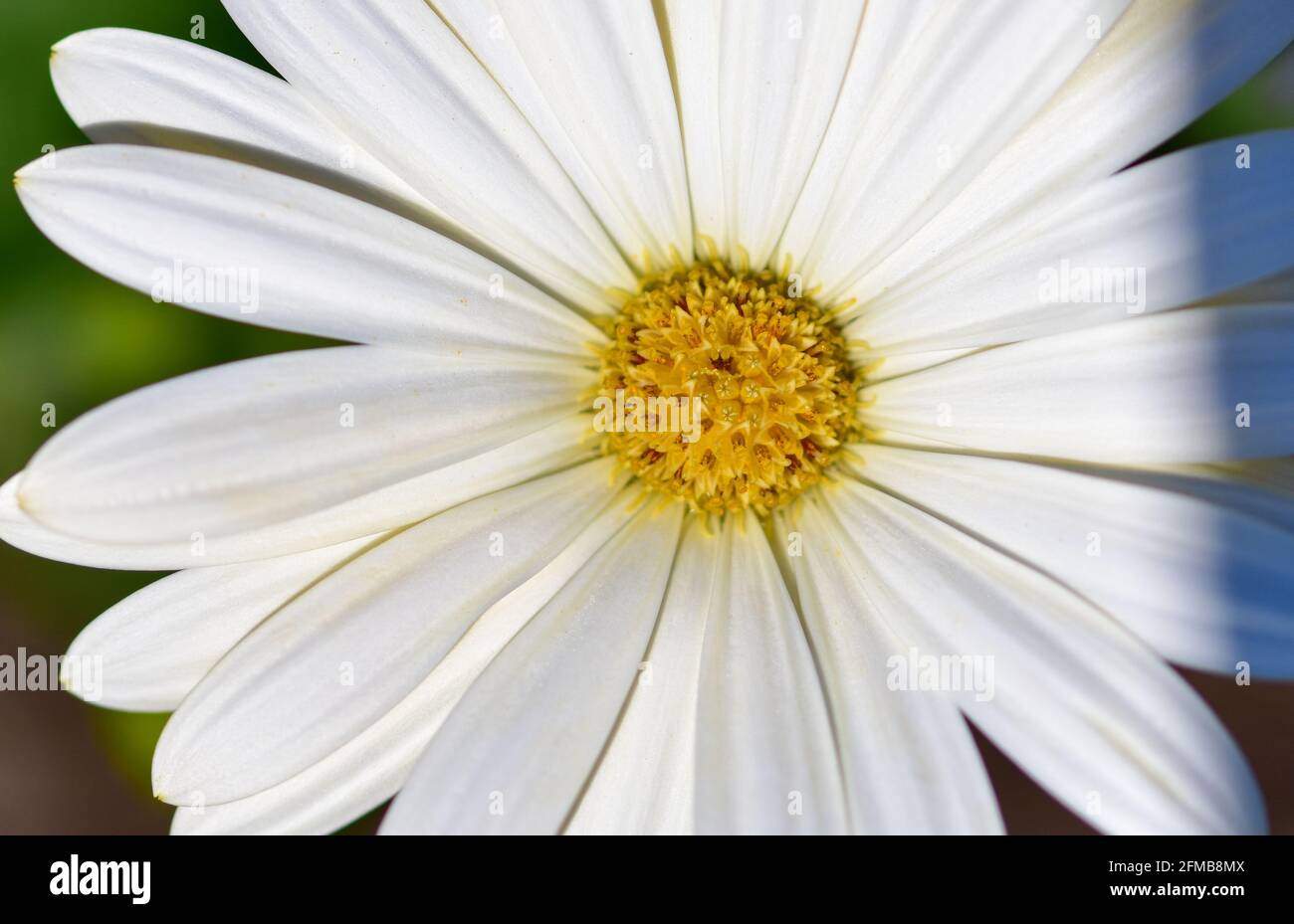 Marguerite daisy flower hi-res stock photography and images - Alamy