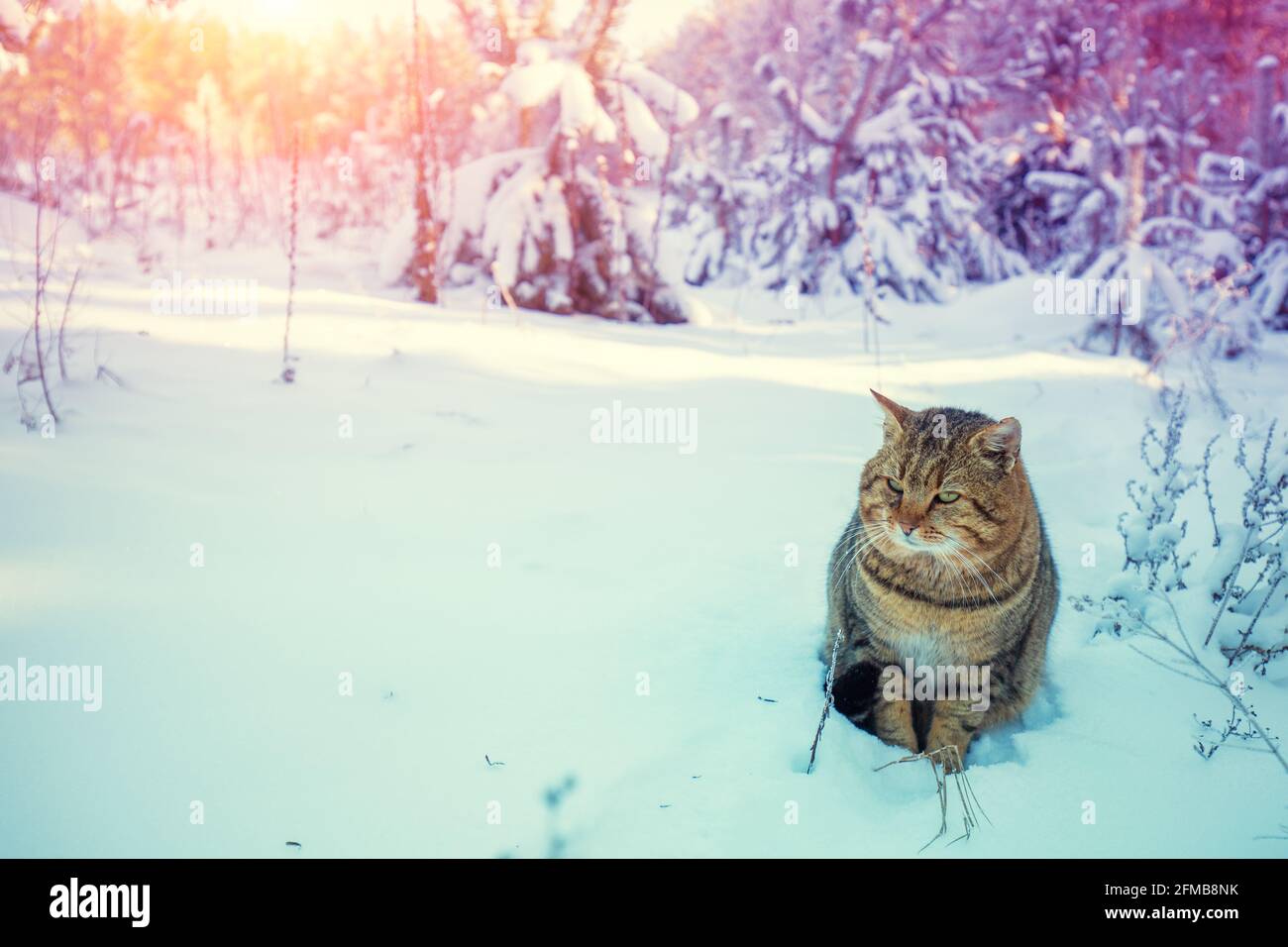 Cat walking on a tree hi-res stock photography and images - Alamy