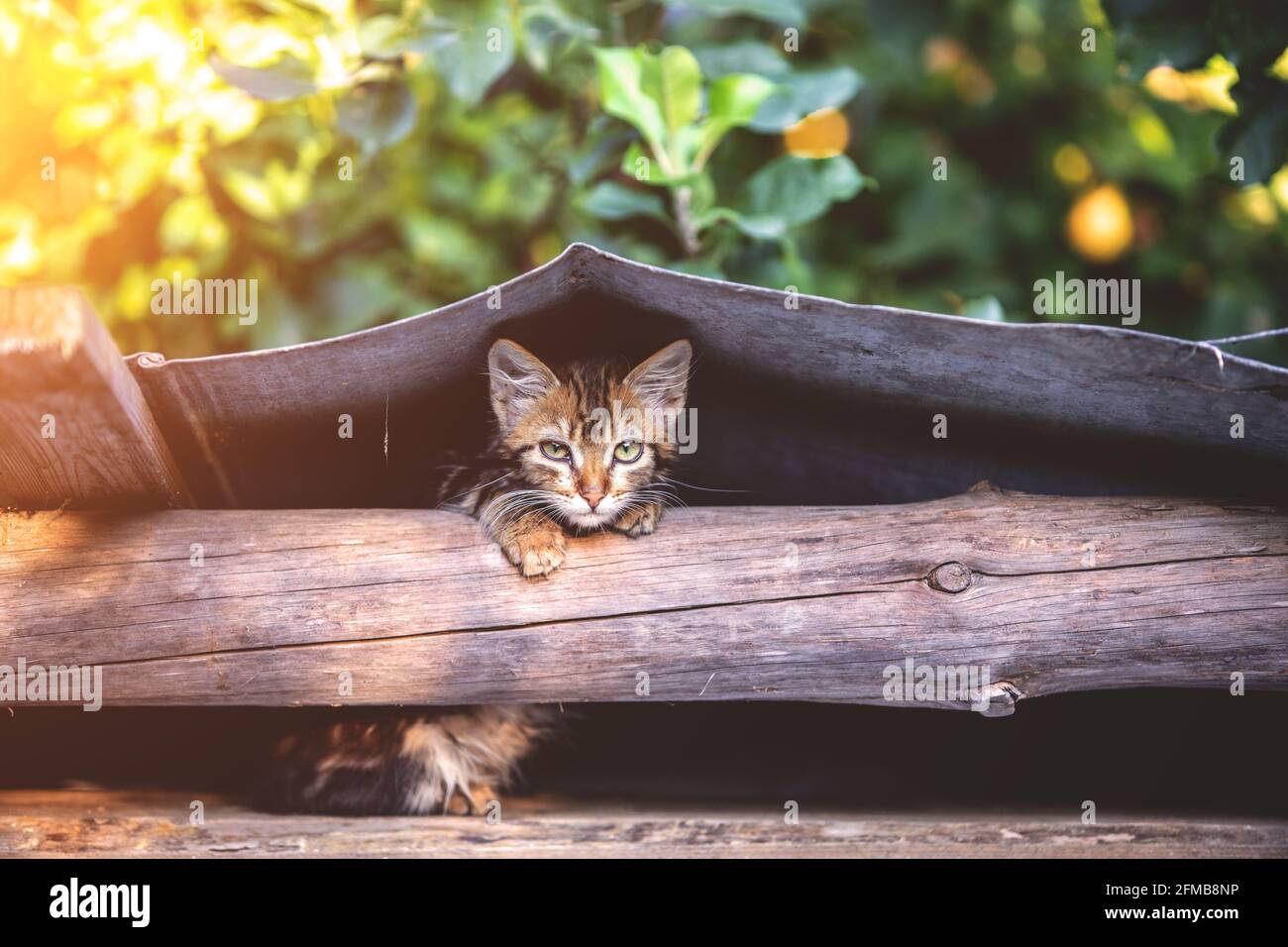 A small kitten looks out from behind a wooden log. Kitten hiding in the ...