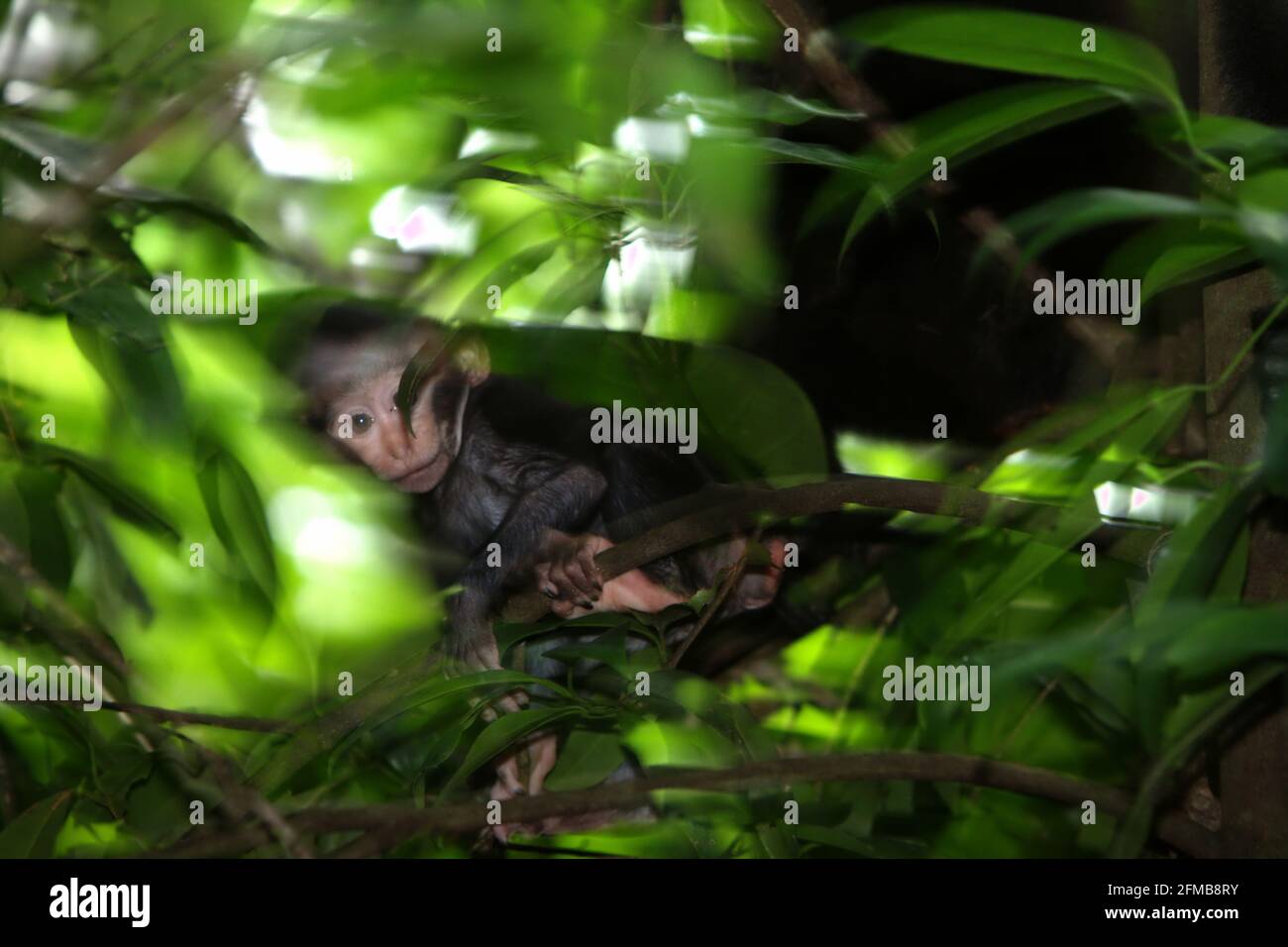 Baby of crested macaque (Macaca nigra) playing under parent's care in ...