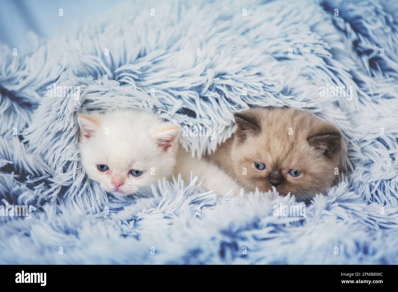 Two cute kittens peeking out from under the soft fur blue blanket Stock ...