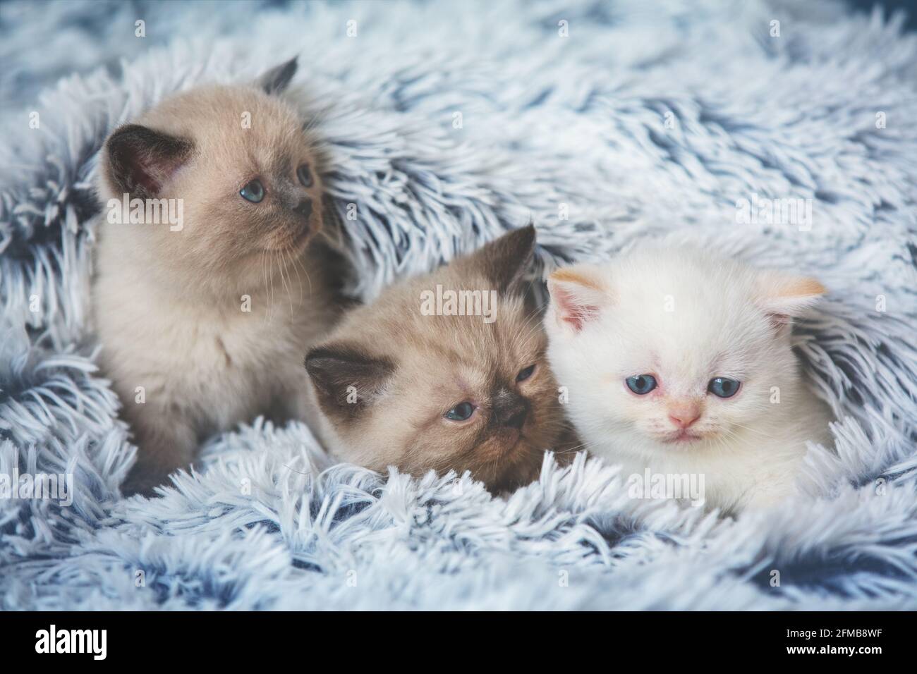 Three cute kittens peeking out from under the soft fur blue blanket ...