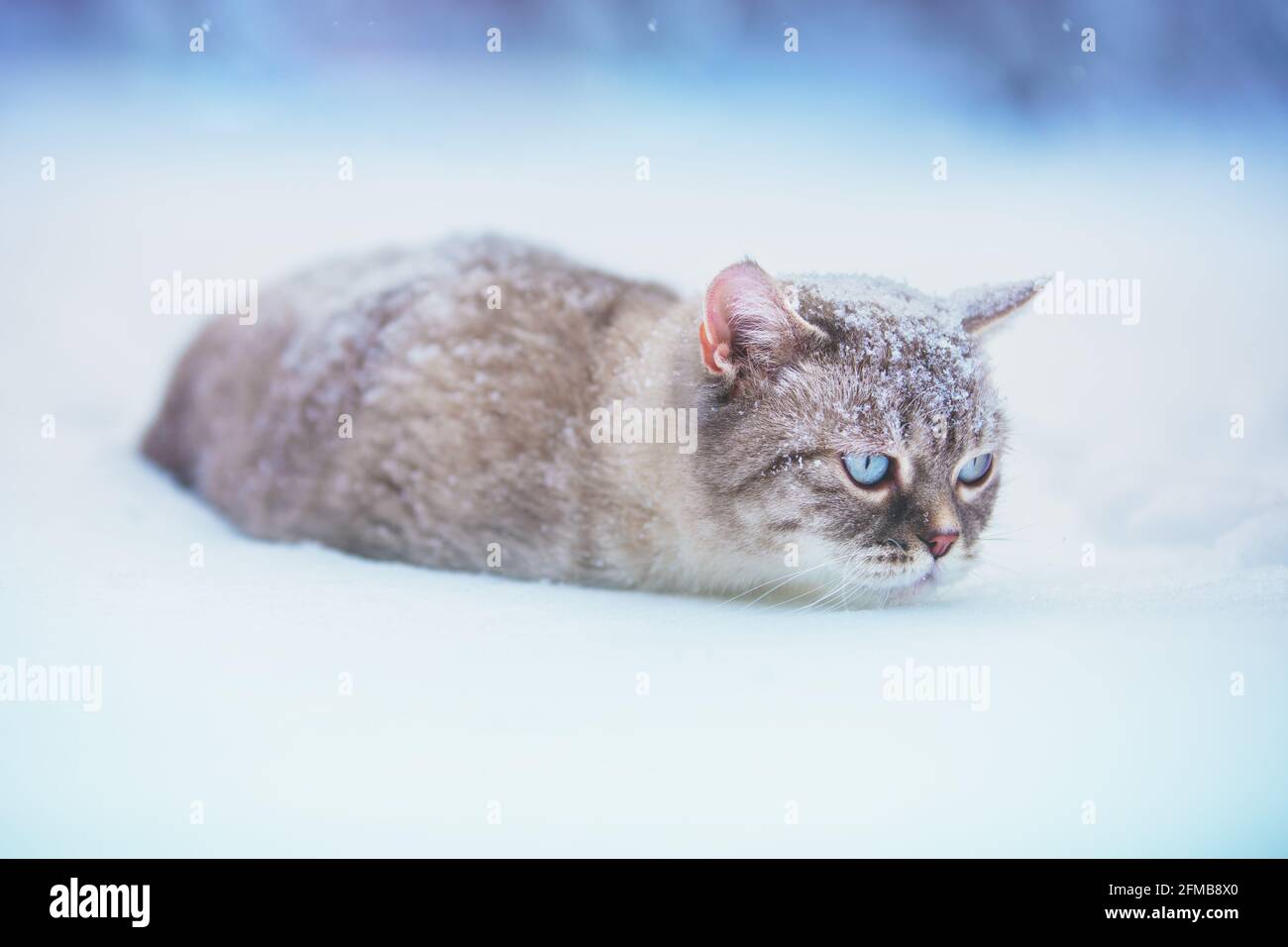 Cat sneaking hi-res stock photography and images - Alamy