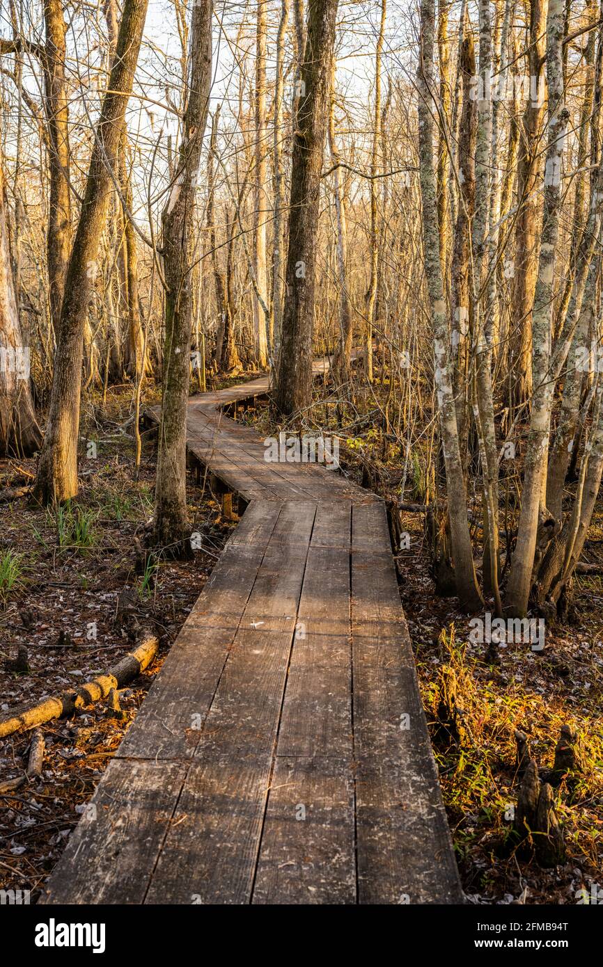 Narrow Board Walk Zigzags Through Swamp in Louisiana park Stock Photo ...