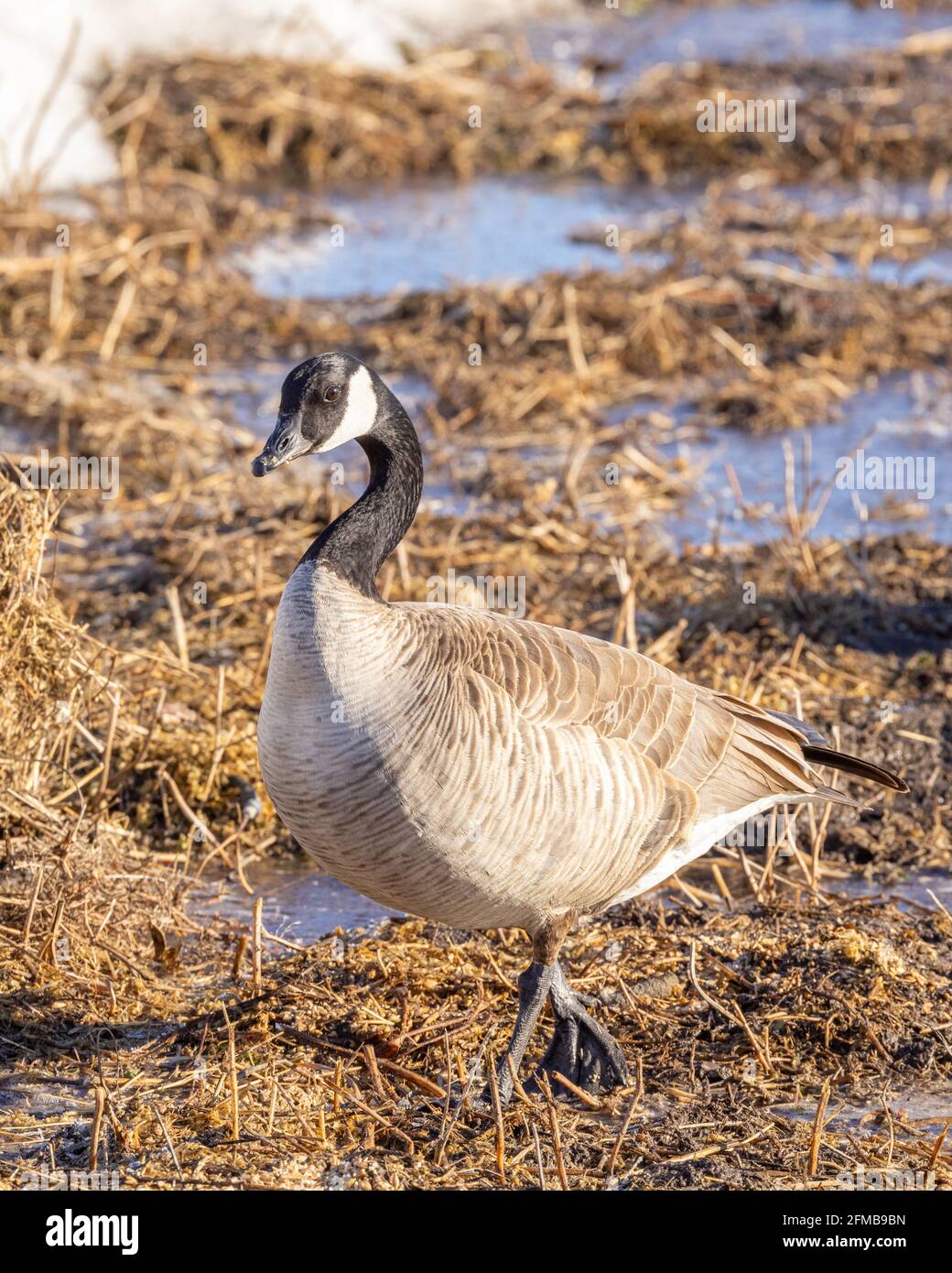 Canada goose canadensis standing field hi-res stock photography and ...