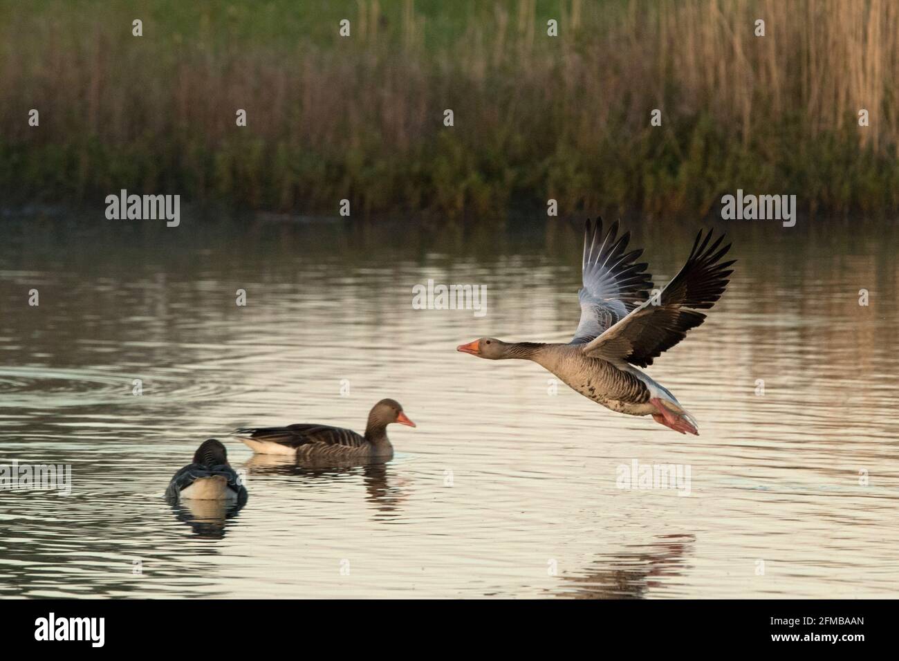 Geese spring hi-res stock photography and images - Alamy