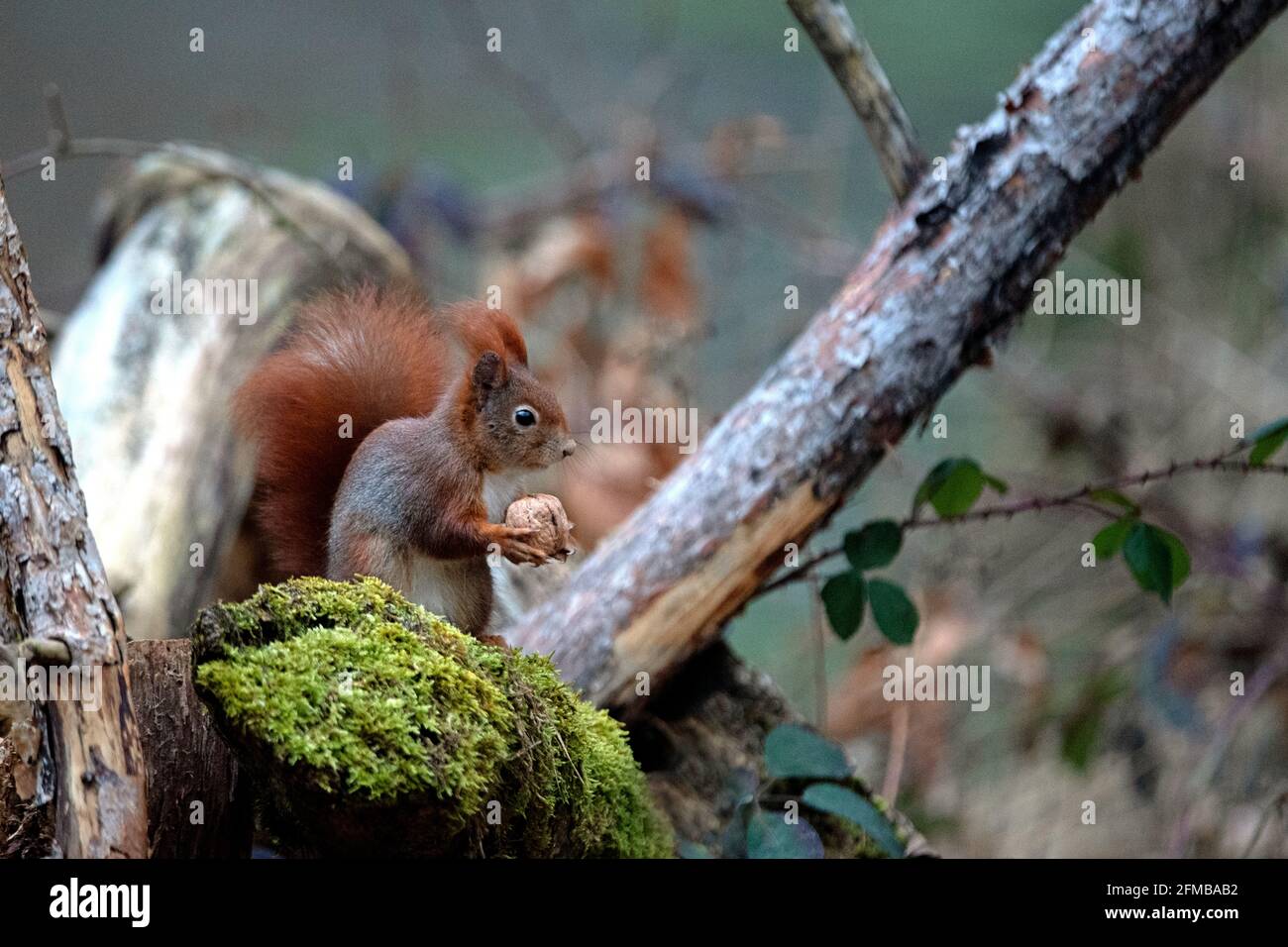 Squirrel with nut Stock Photo - Alamy