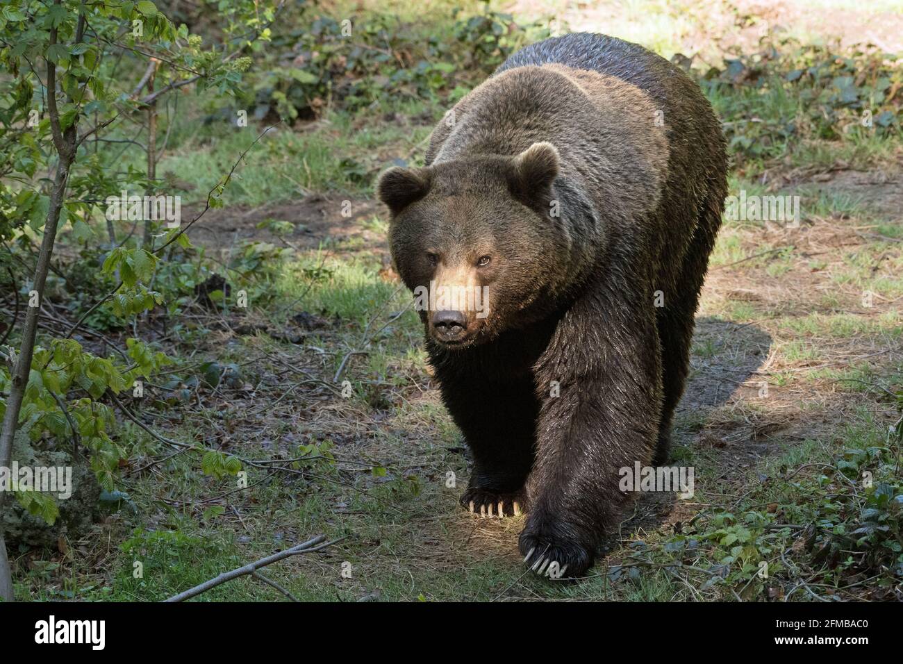 Dead bear hi-res stock photography and images - Alamy