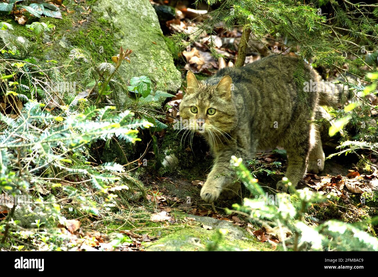Cat wild life hi-res stock photography and images - Alamy