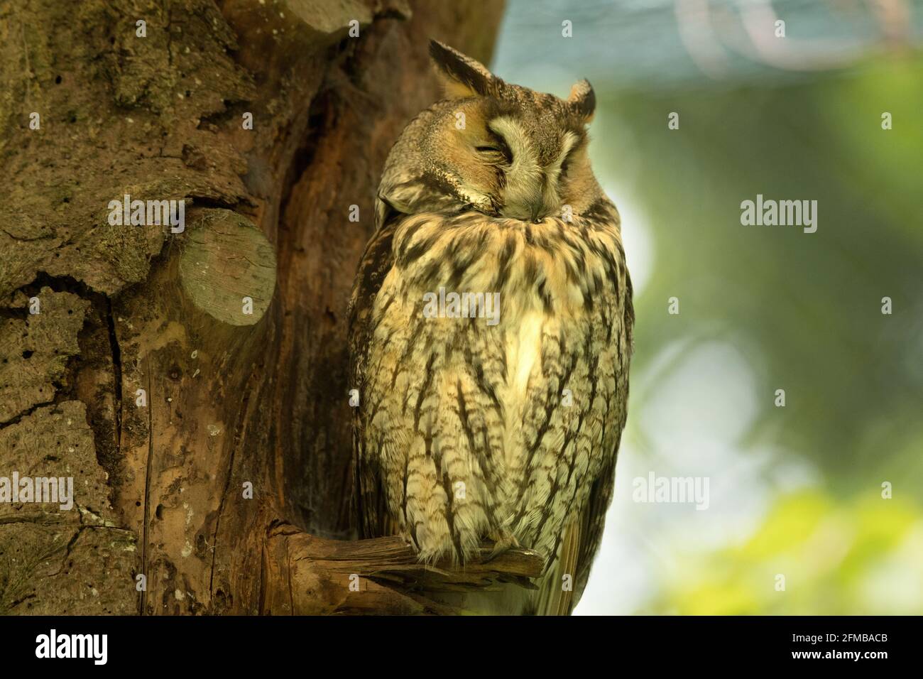 Owl, long-eared owl Stock Photo - Alamy