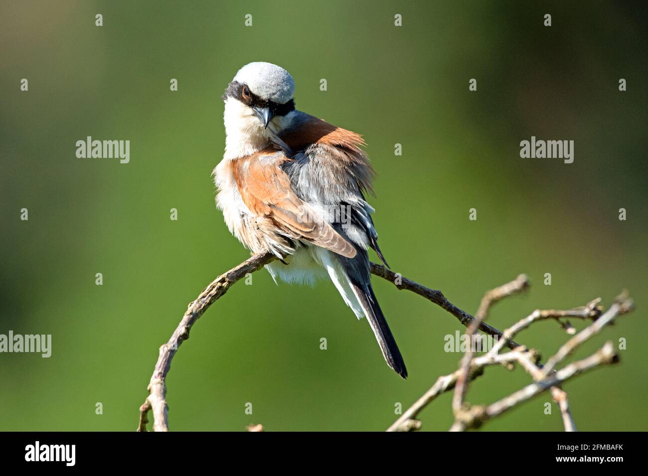 Animal backs hi-res stock photography and images - Alamy