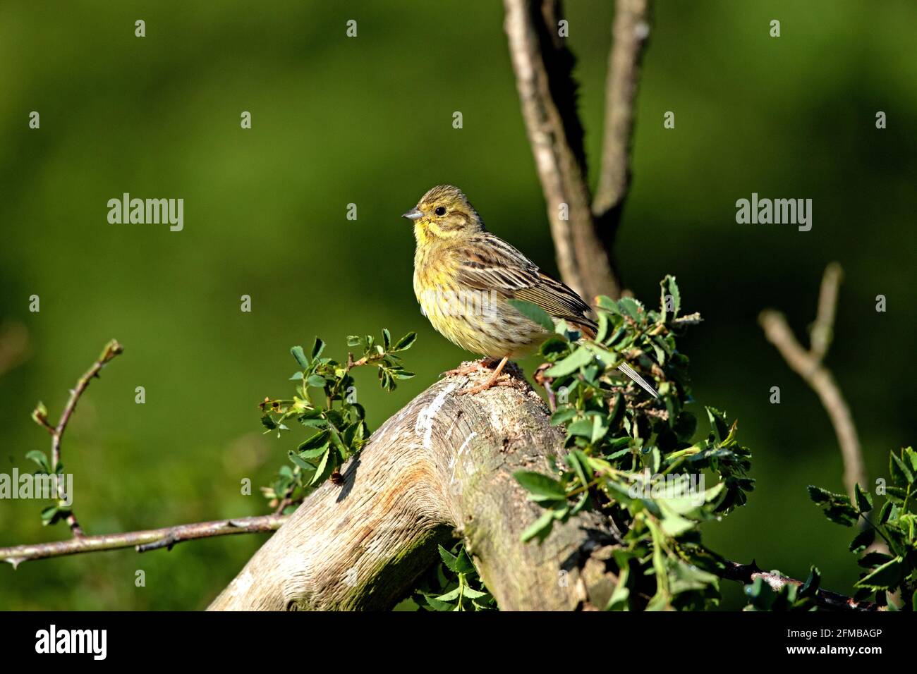 Goldhammer hi-res stock photography and images - Alamy