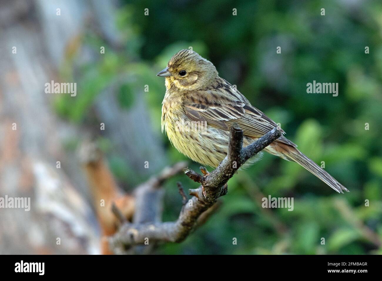 Goldhammer hi-res stock photography and images - Alamy