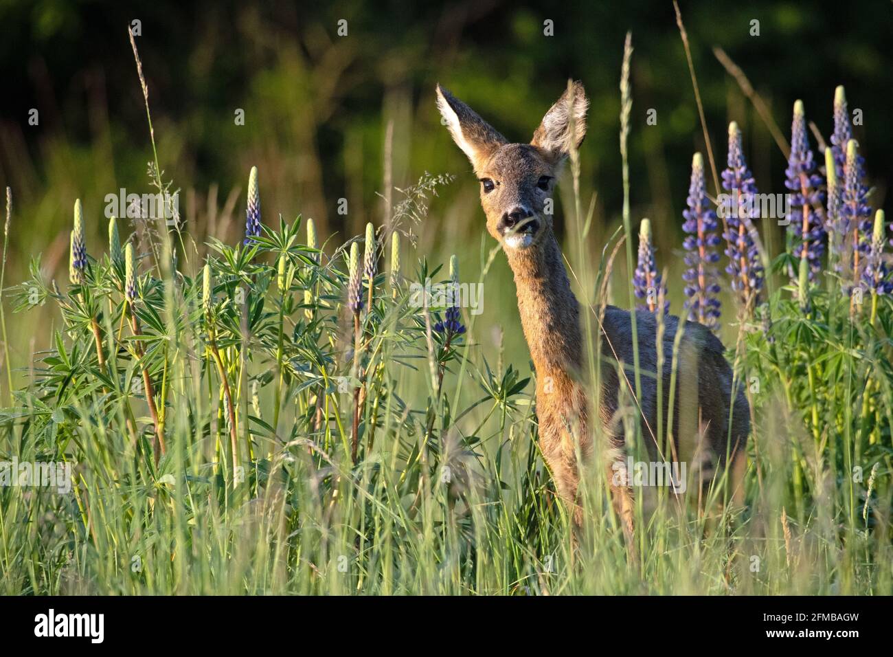 Female deer hi-res stock photography and images - Alamy