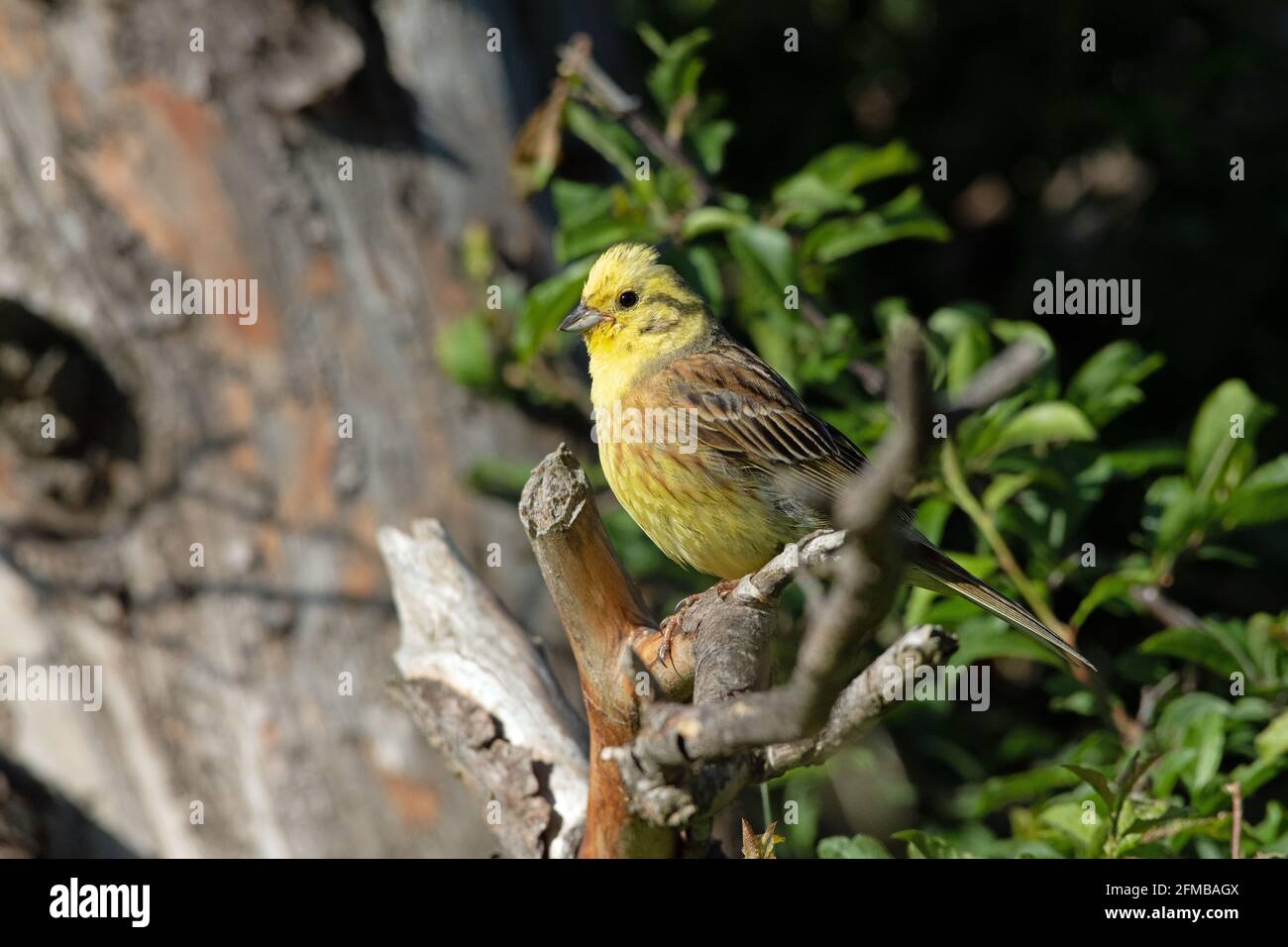 Goldhammer hi-res stock photography and images - Alamy