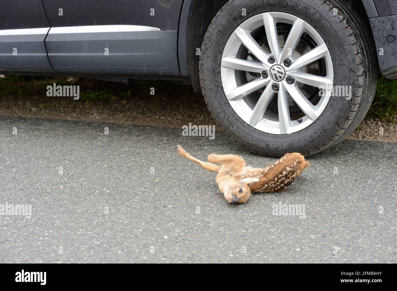 Accident with fawn hi-res stock photography and images - Alamy