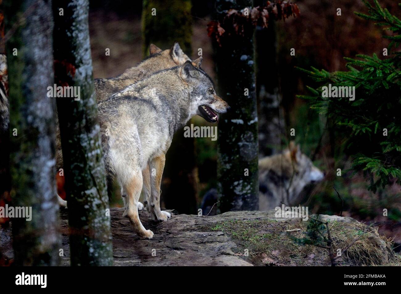 Wolves in the forest hi-res stock photography and images - Alamy