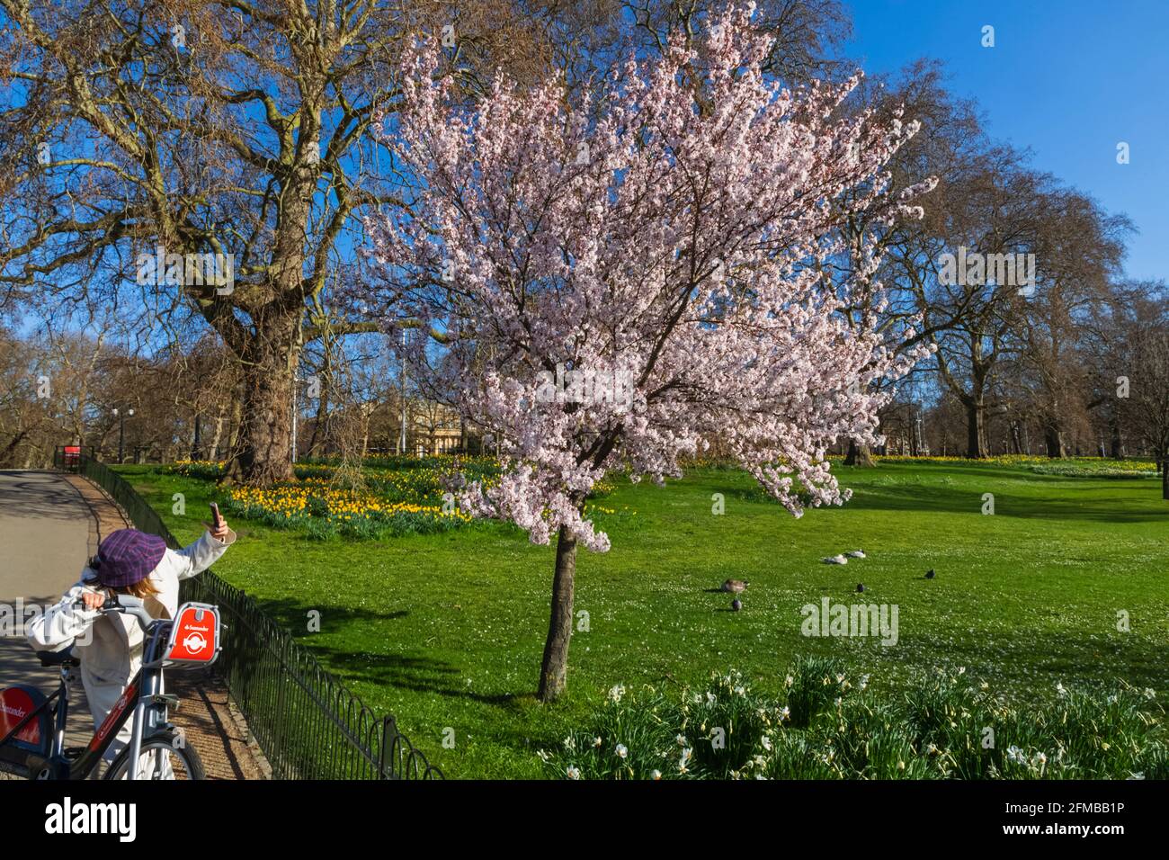 Spring trees london hi-res stock photography and images - Alamy