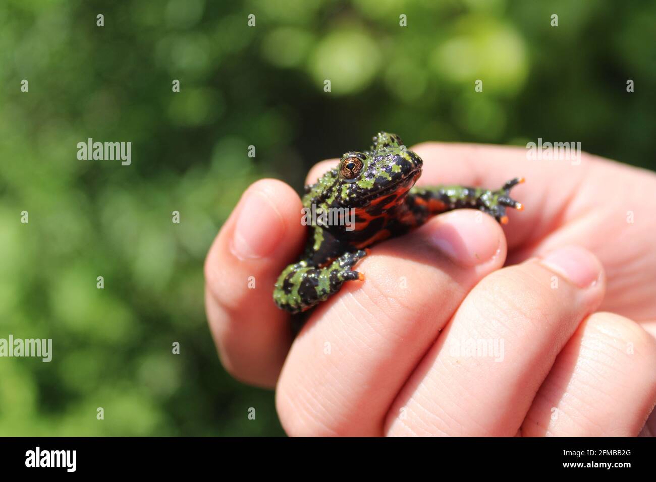 Asian fire-bellied toad in child's hand Stock Photo - Alamy