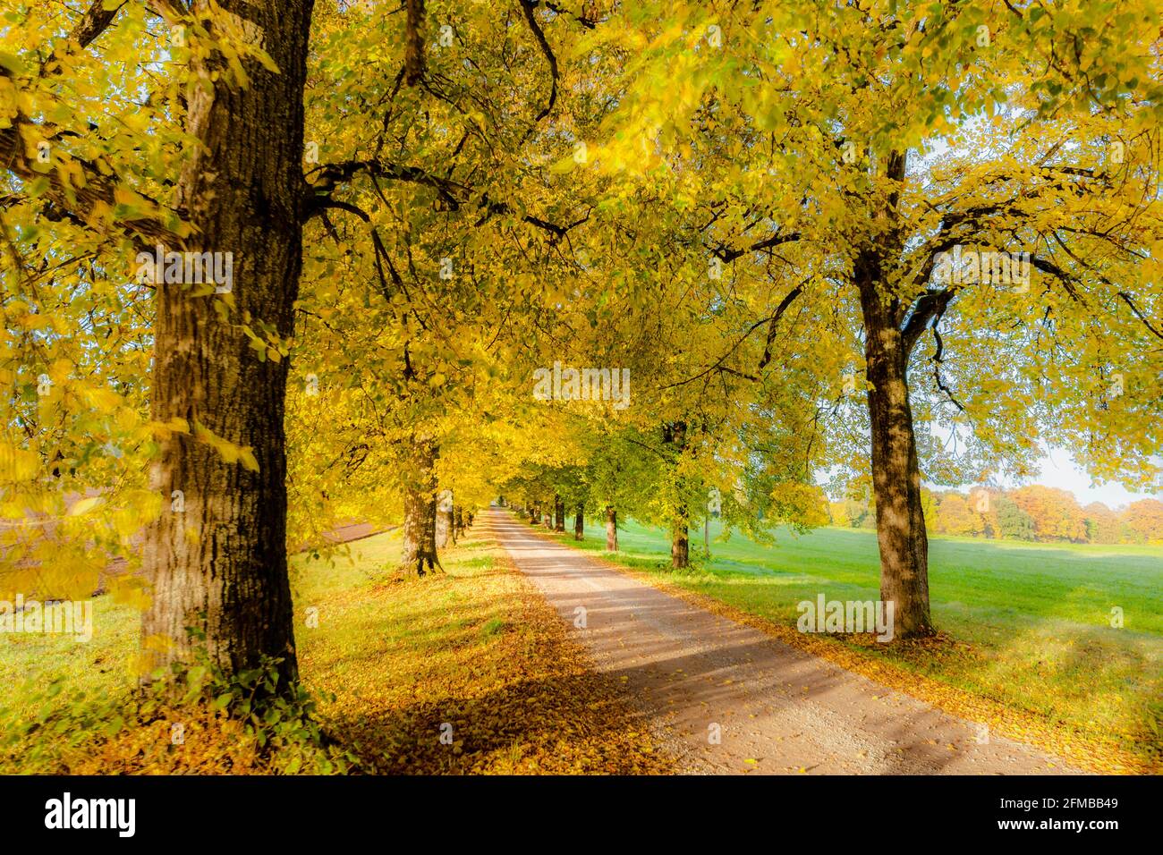 Road lined with vibrant autumn colours hi-res stock photography and ...
