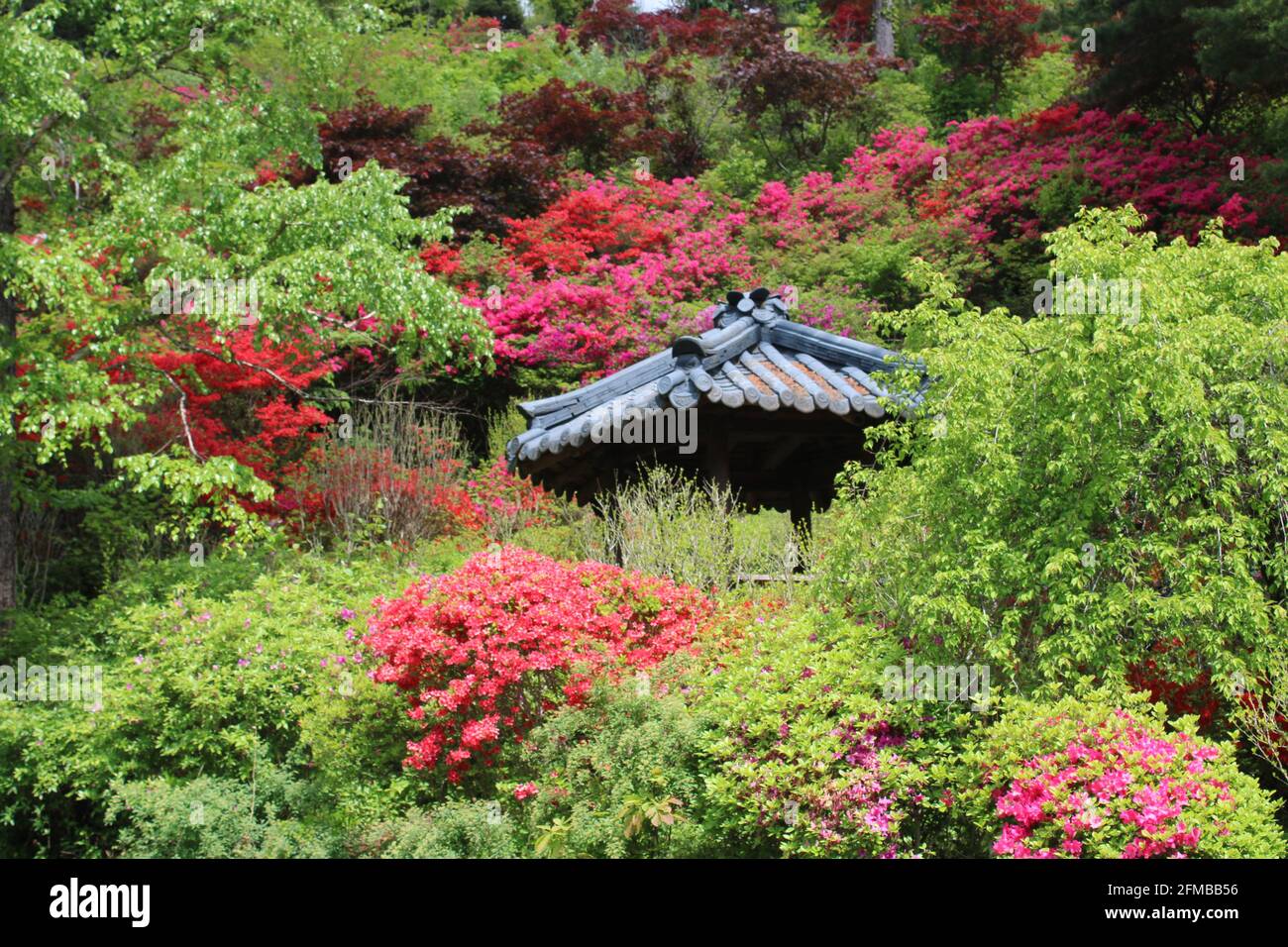 Traditional Asian-style roof section nestled in lush greenery and ...