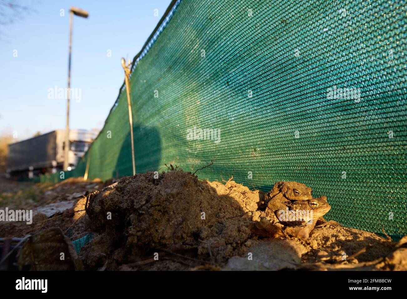Menacing frog hi-res stock photography and images - Alamy