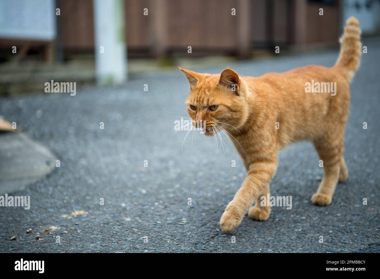 An orange stray cat walking on a asphalt road in Tashirojima Island in ...