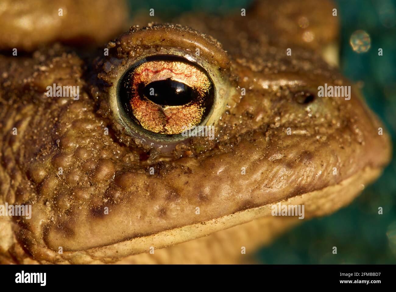 Golden toads hi-res stock photography and images - Alamy
