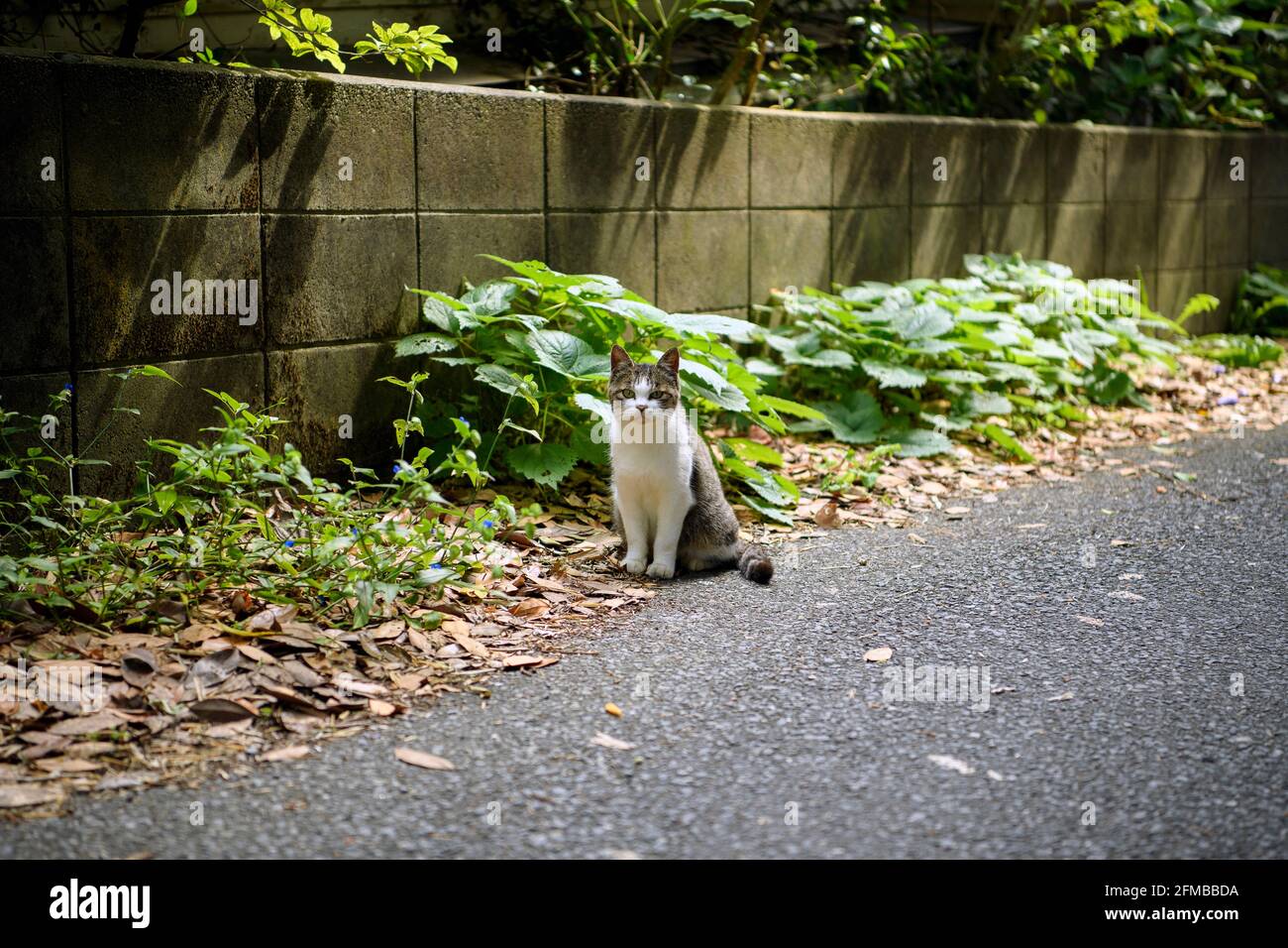 A black and white striped kitten sitting on a asphalt road, in the ...