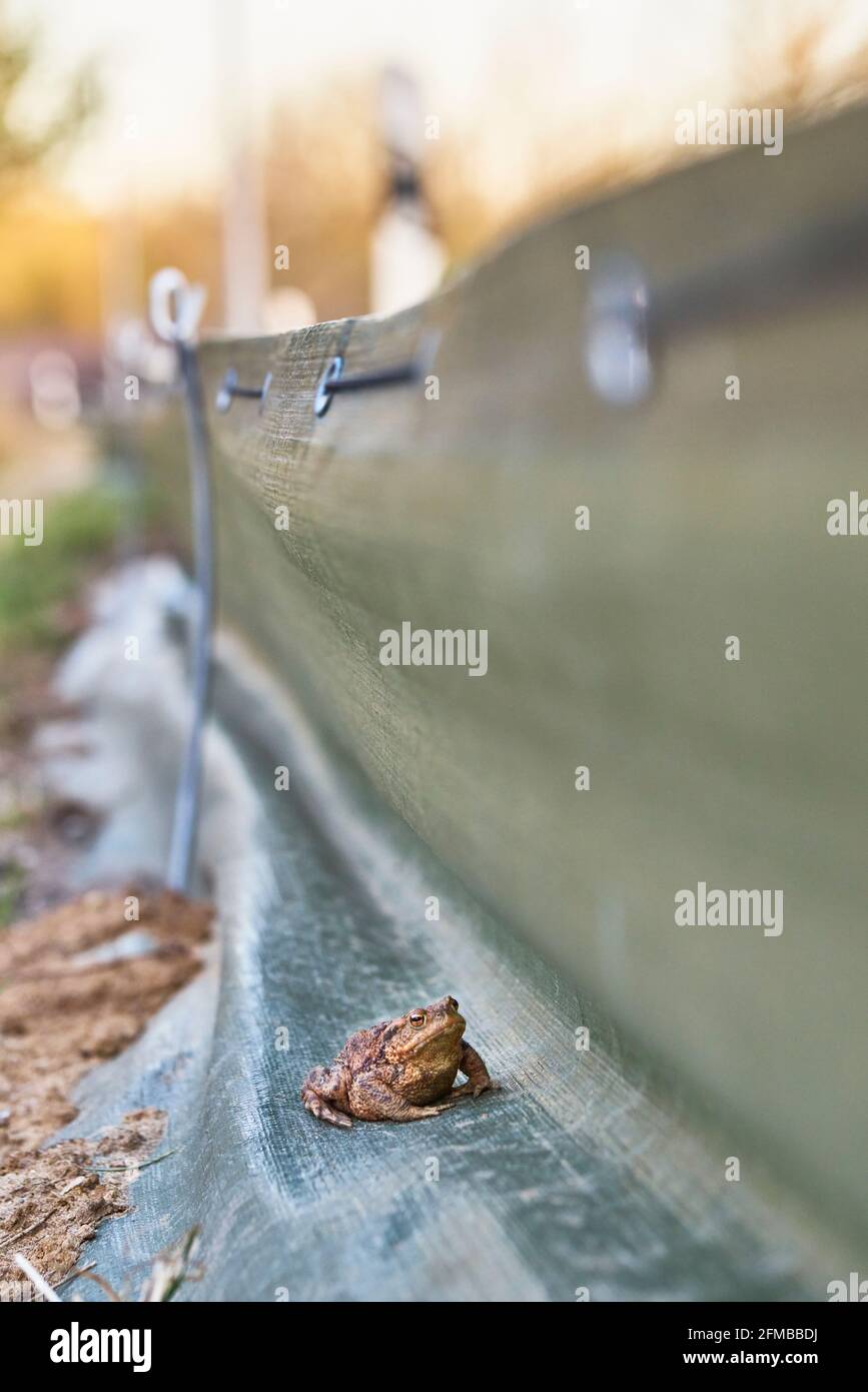 Toad, common toad, bufo bufo, toad fence Stock Photo - Alamy